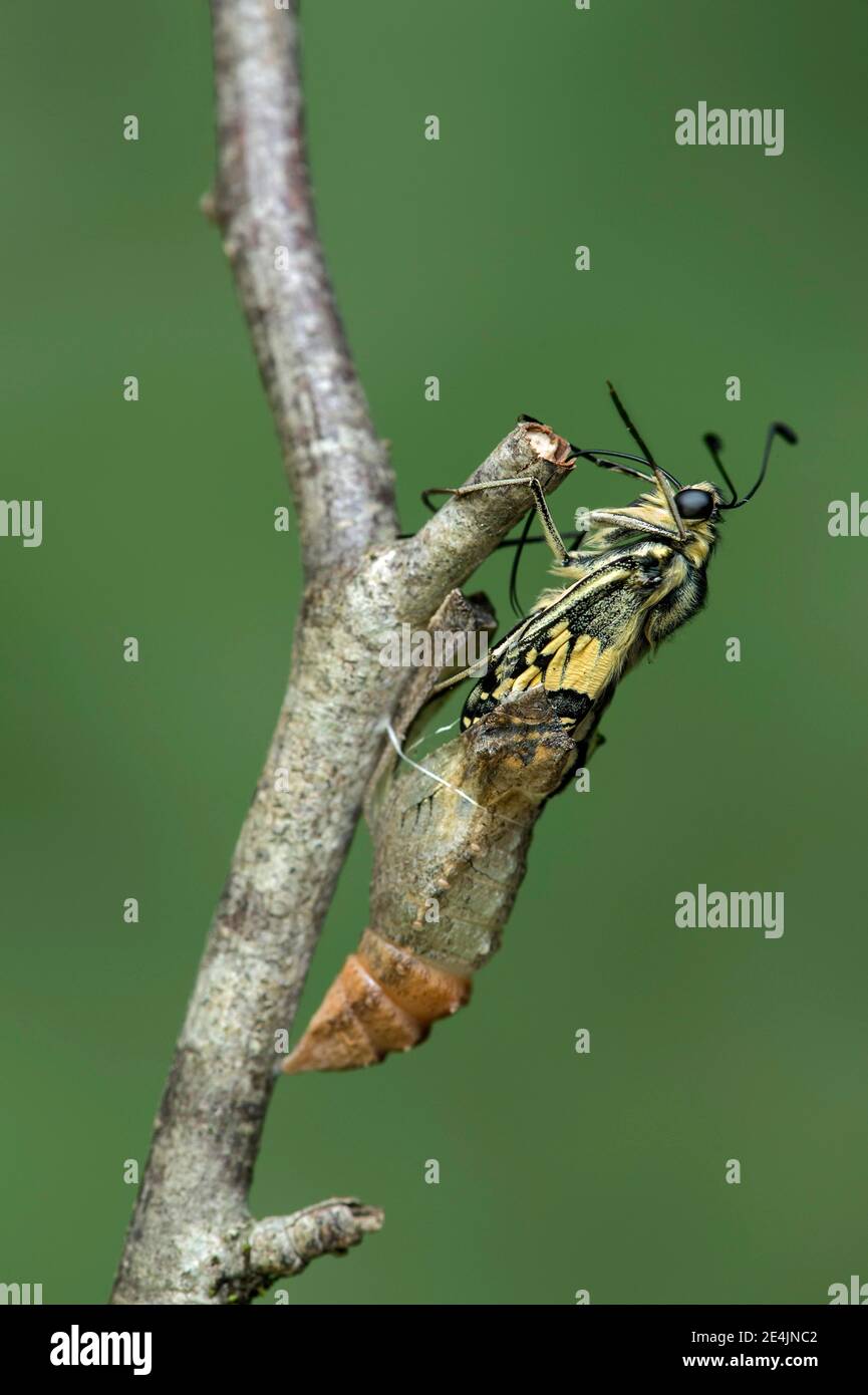 Hatching of a swallowtail butterfly (Papilio machaon) from a girdle ...