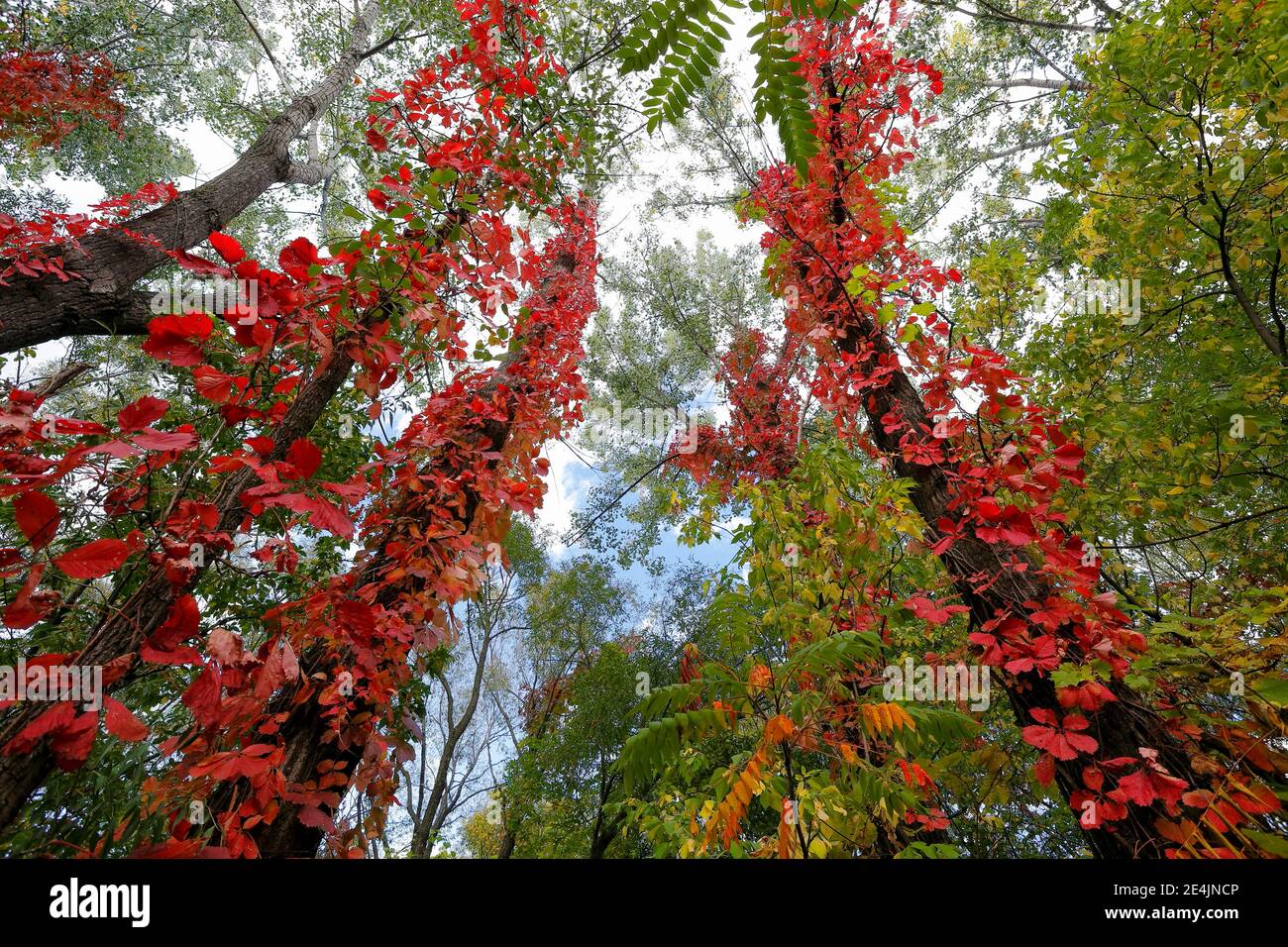 Frog perspective, trees with in autumn, Quebec province, Canada Stock ...