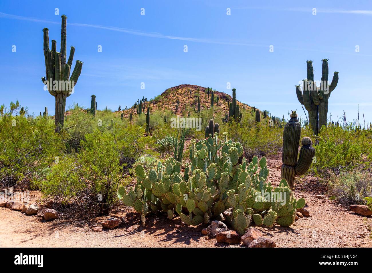 Cacti growing in desert Stock Photo - Alamy