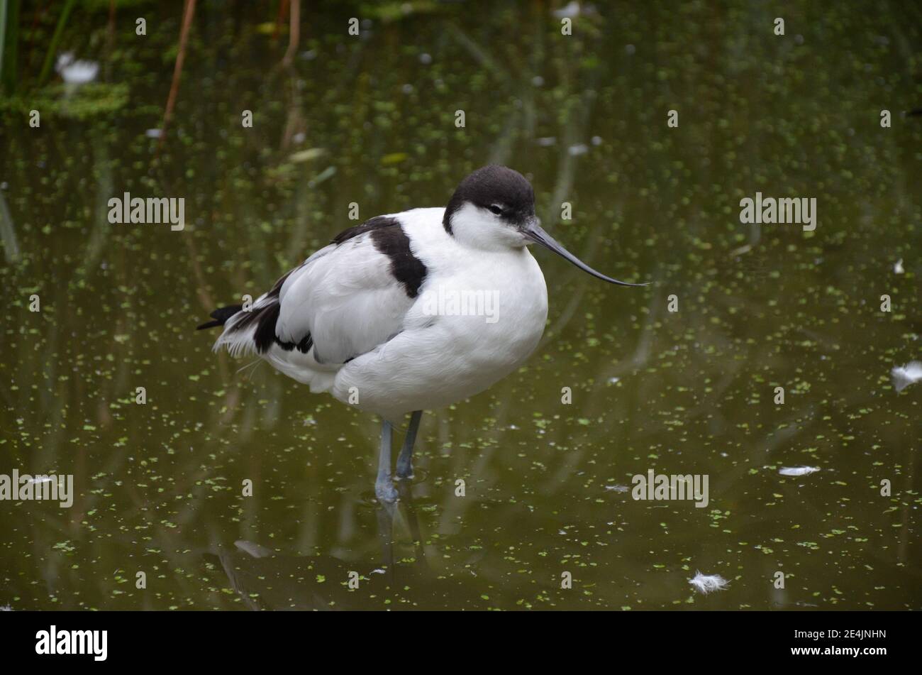 Pied avocet ( Recurvirostra avosetta ) in Frankfurt zoo Stock Photo - Alamy