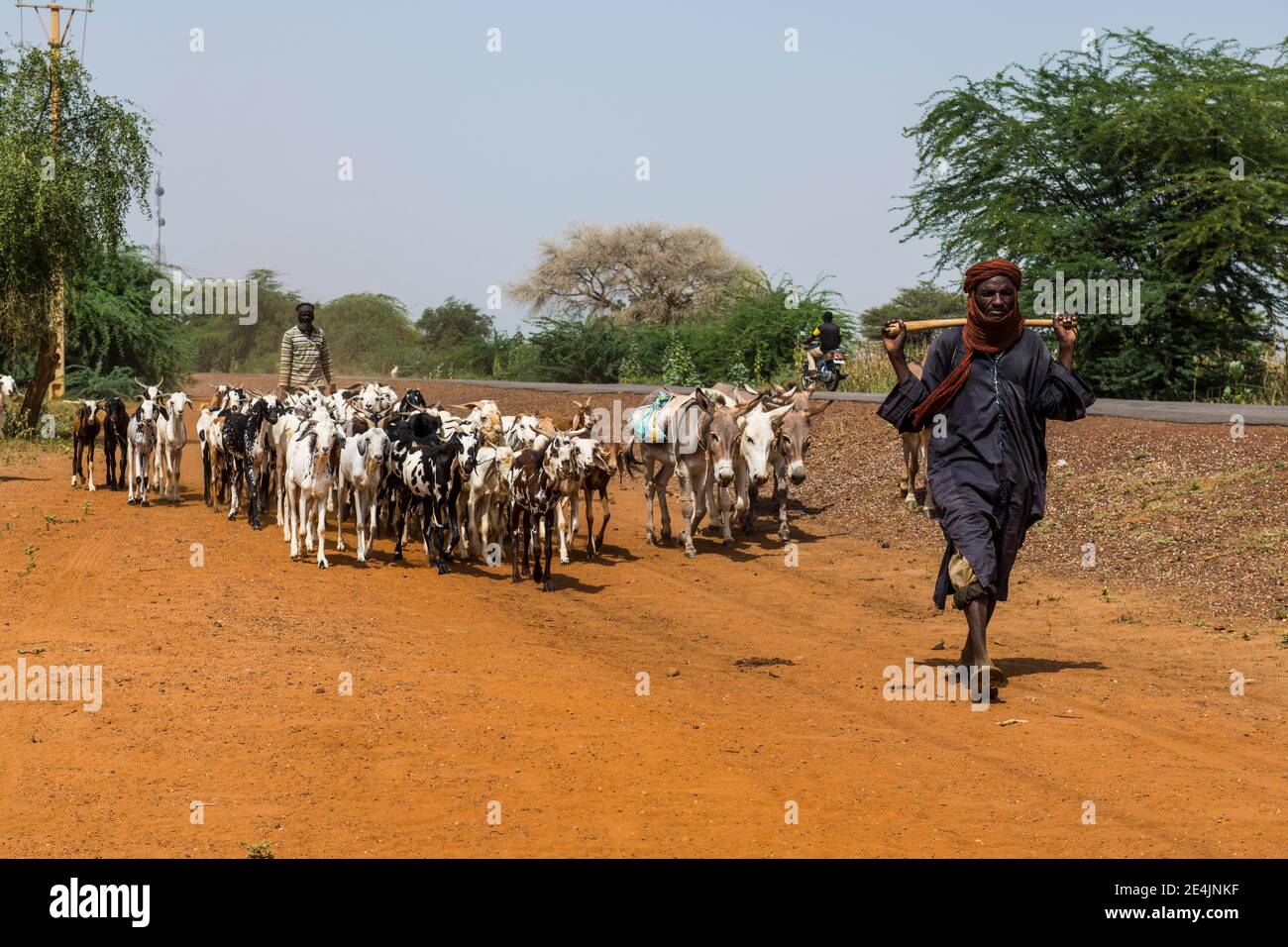 Nomad with herd of goats and donkeys, Niger Stock Photo - Alamy