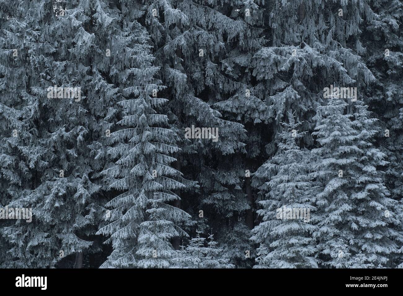 Fir tree snow forest hi-res stock photography and images - Alamy