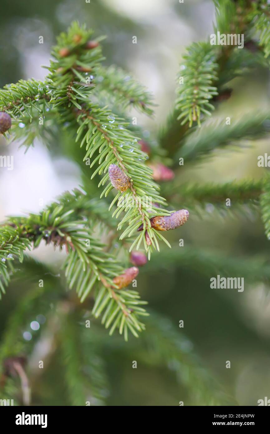 Fir tree in spring forest with the young soft cones in April. Seasonal ...