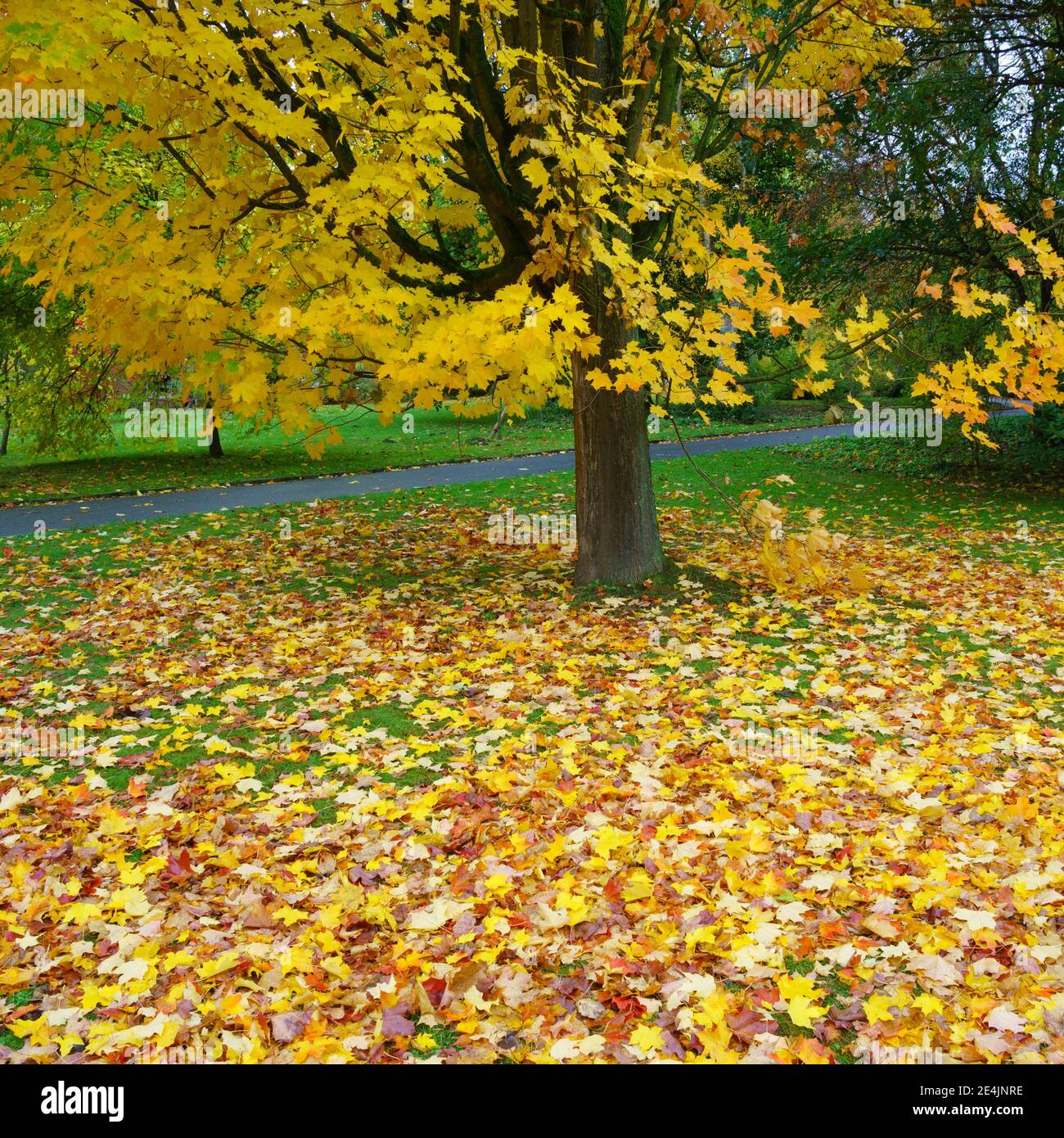 Yellow maple tree in autumn Stock Photo - Alamy