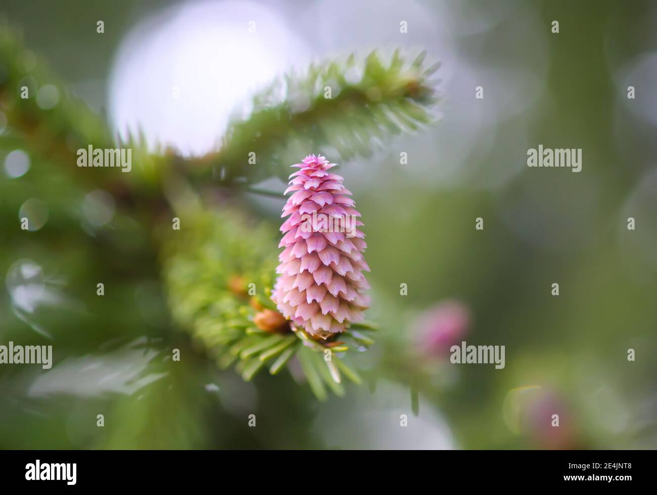 Fir tree in spring forest with the young soft cones in April. Seasonal ...
