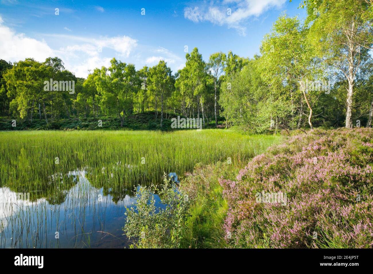 Lake in Craigellachie National Nature Reserve, Scotland, Great Britain ...