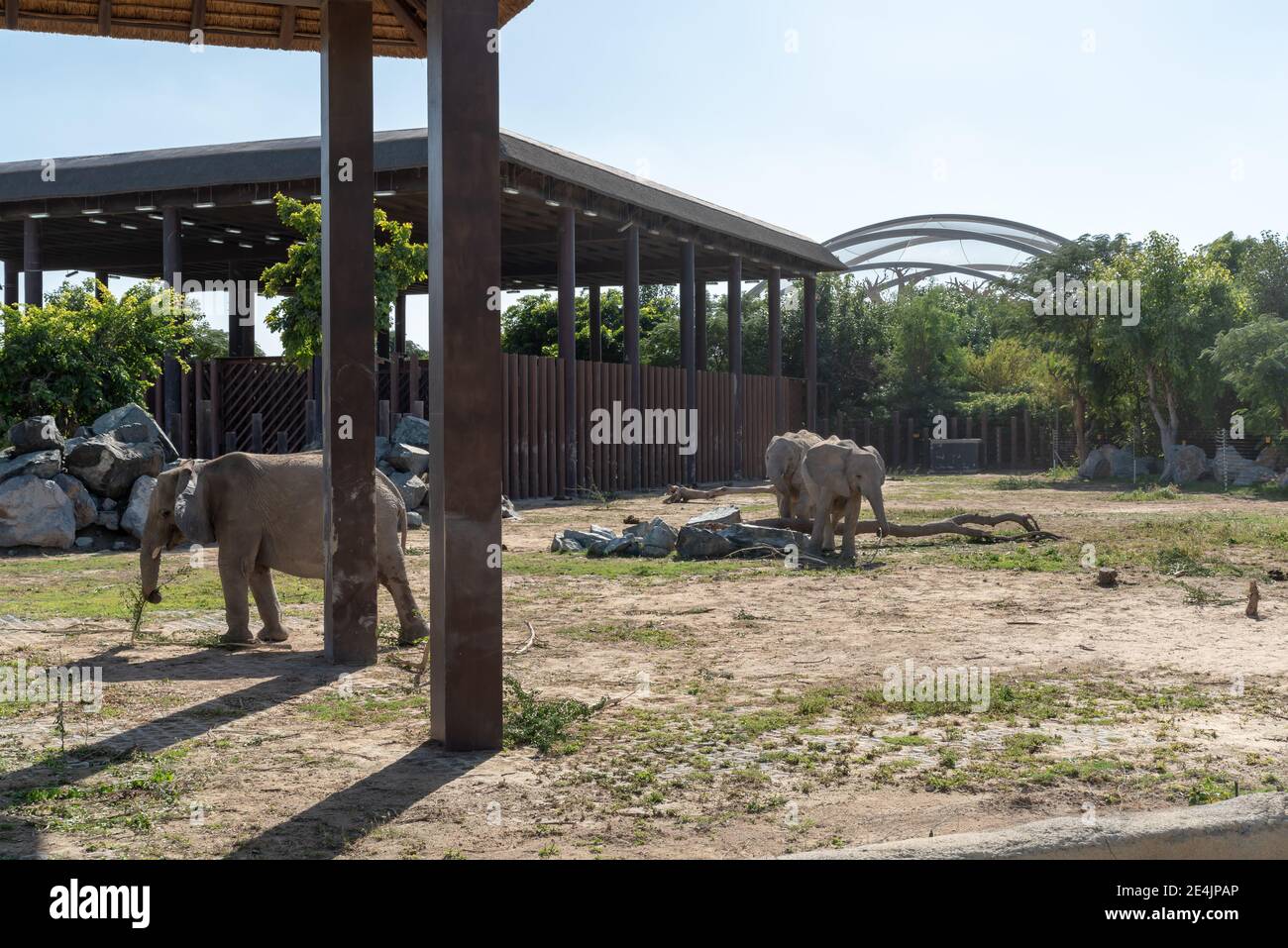 Dubai, United Arab Emirates – January 22, 2021, beautiful Animals in ...