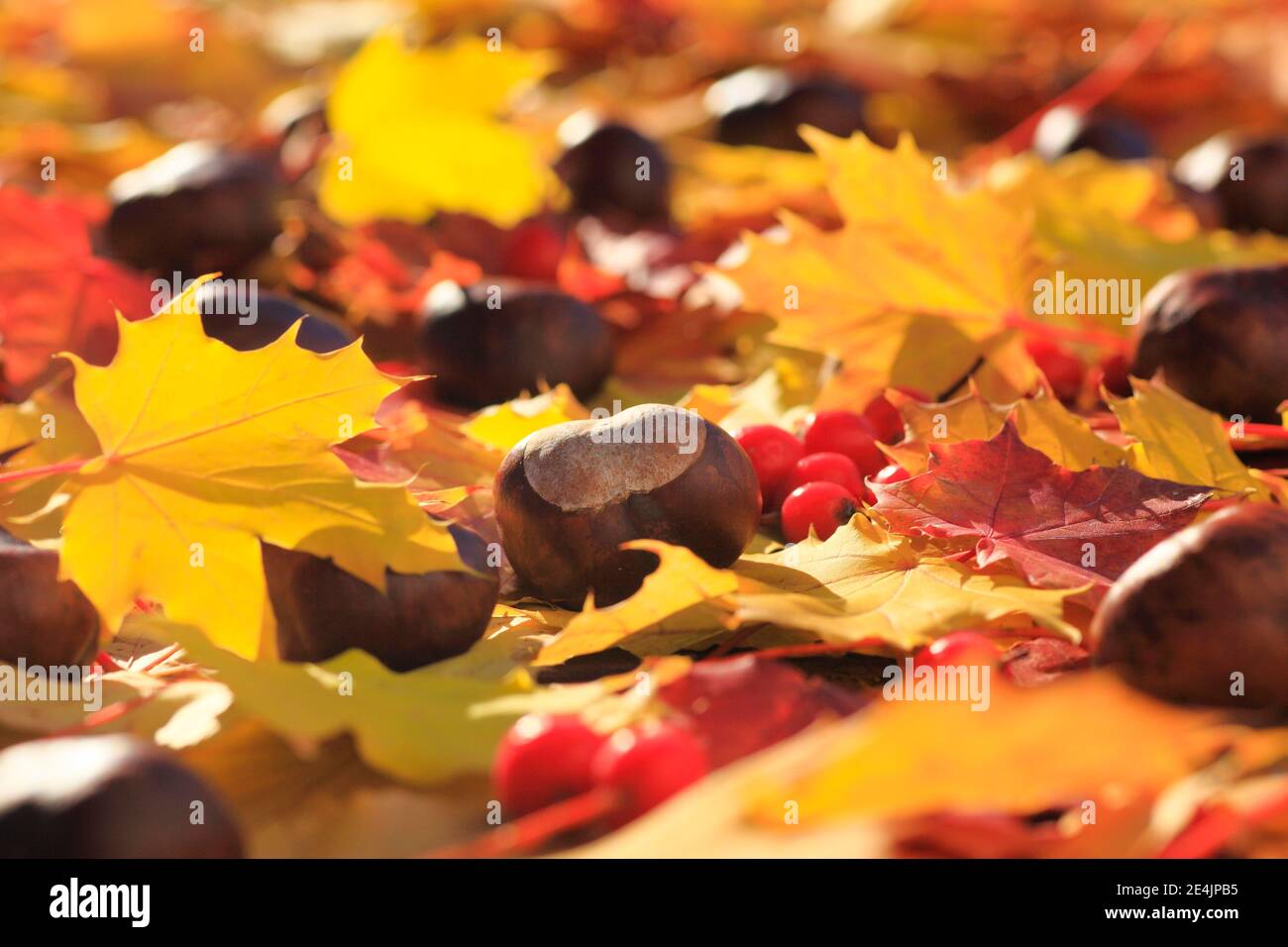 Chestnut maple forest hi-res stock photography and images - Alamy