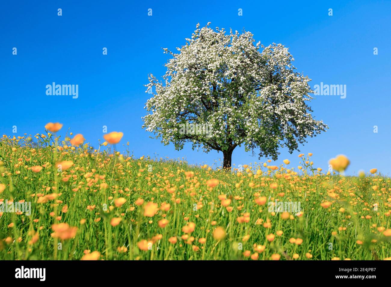 Blossoming apple tree in spring, Switzerland Stock Photo - Alamy