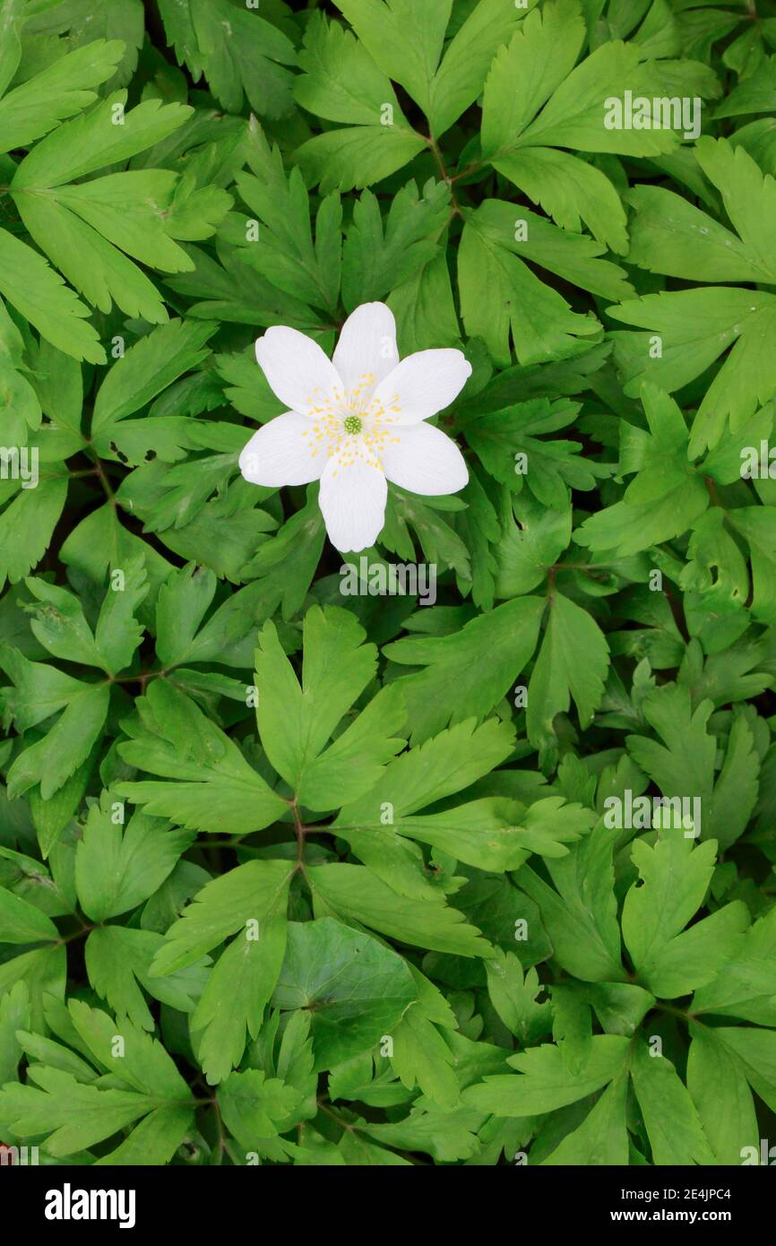 Wood anemone (Wood anemones nemorosa), Wood anemone, Switzerland Stock ...