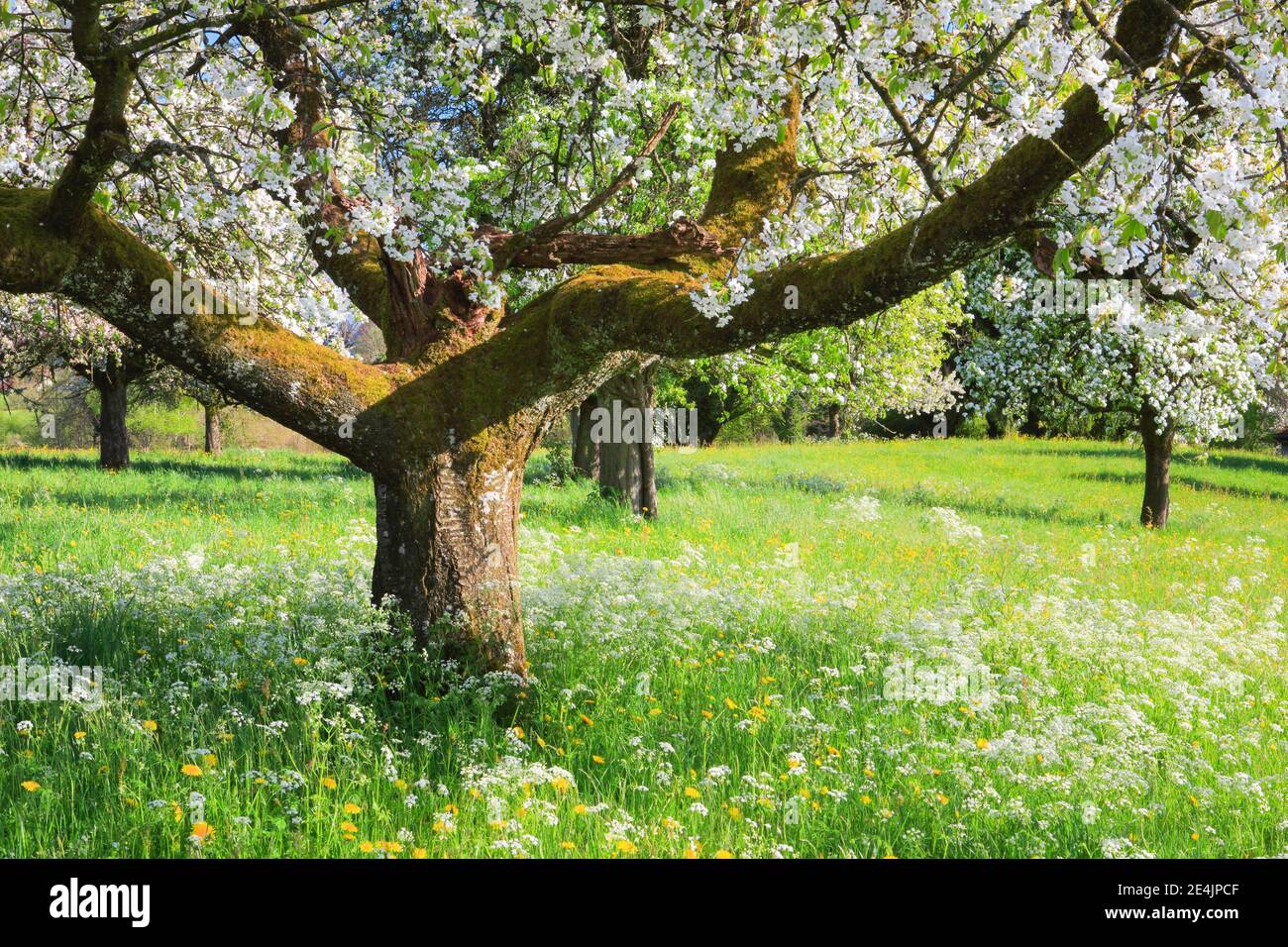 Flowering fruit trees in spring, Switzerland Stock Photo - Alamy
