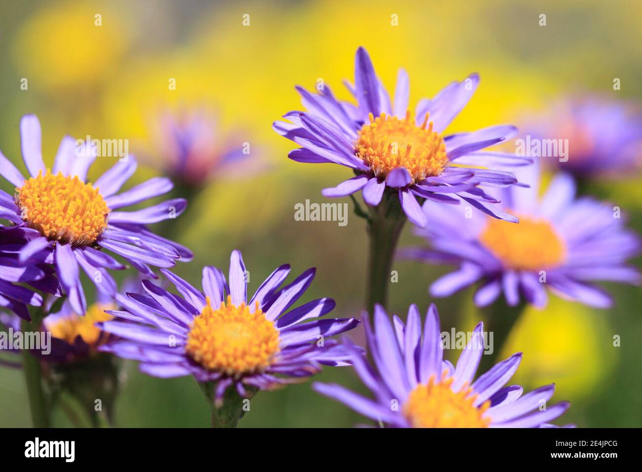 Alpine aster (Aster alpinus), Switzerland Stock Photo - Alamy