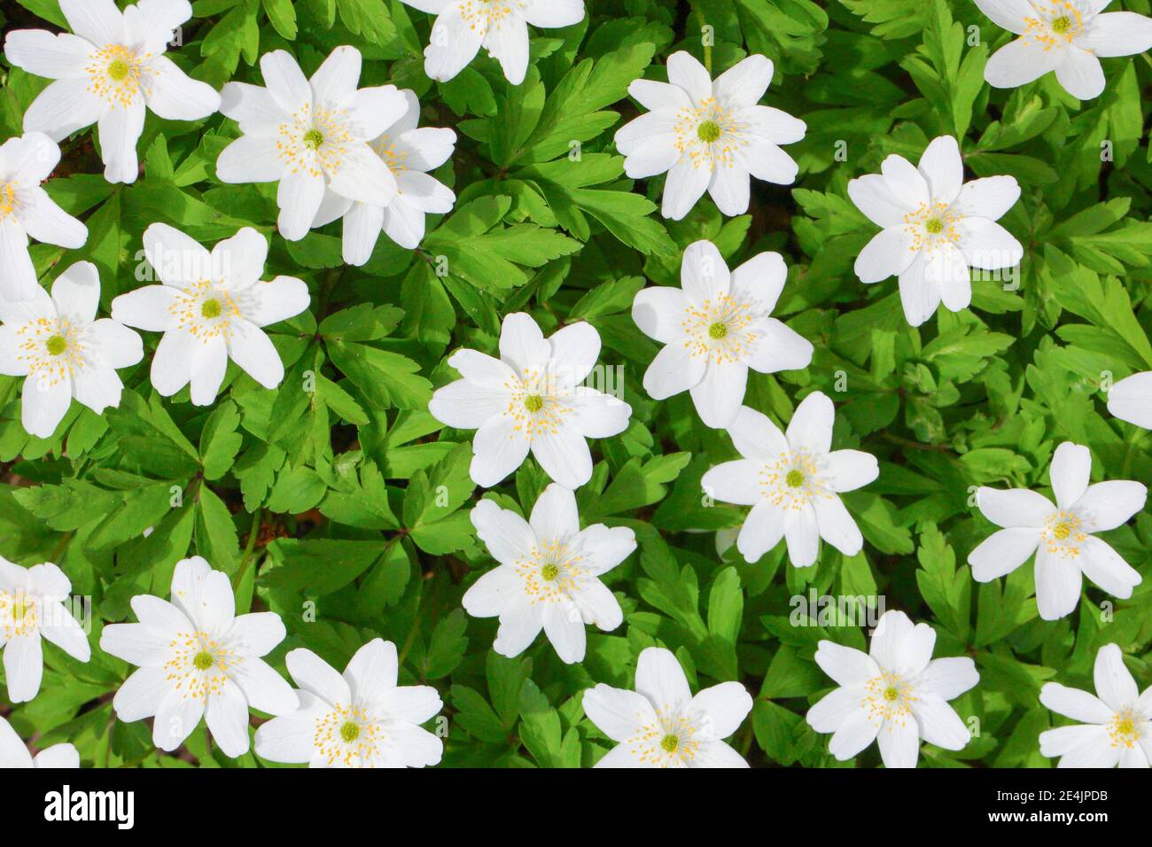 Wood anemone (Wood anemones nemorosa), Wood anemone, Switzerland Stock ...
