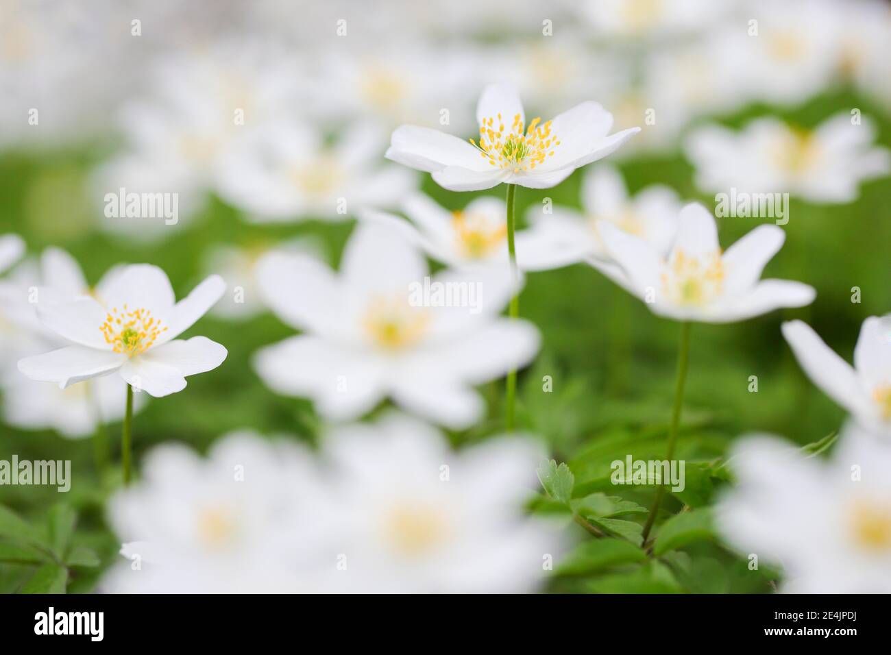 Wood anemone (Wood anemones nemorosa), Wood anemone, Switzerland Stock ...