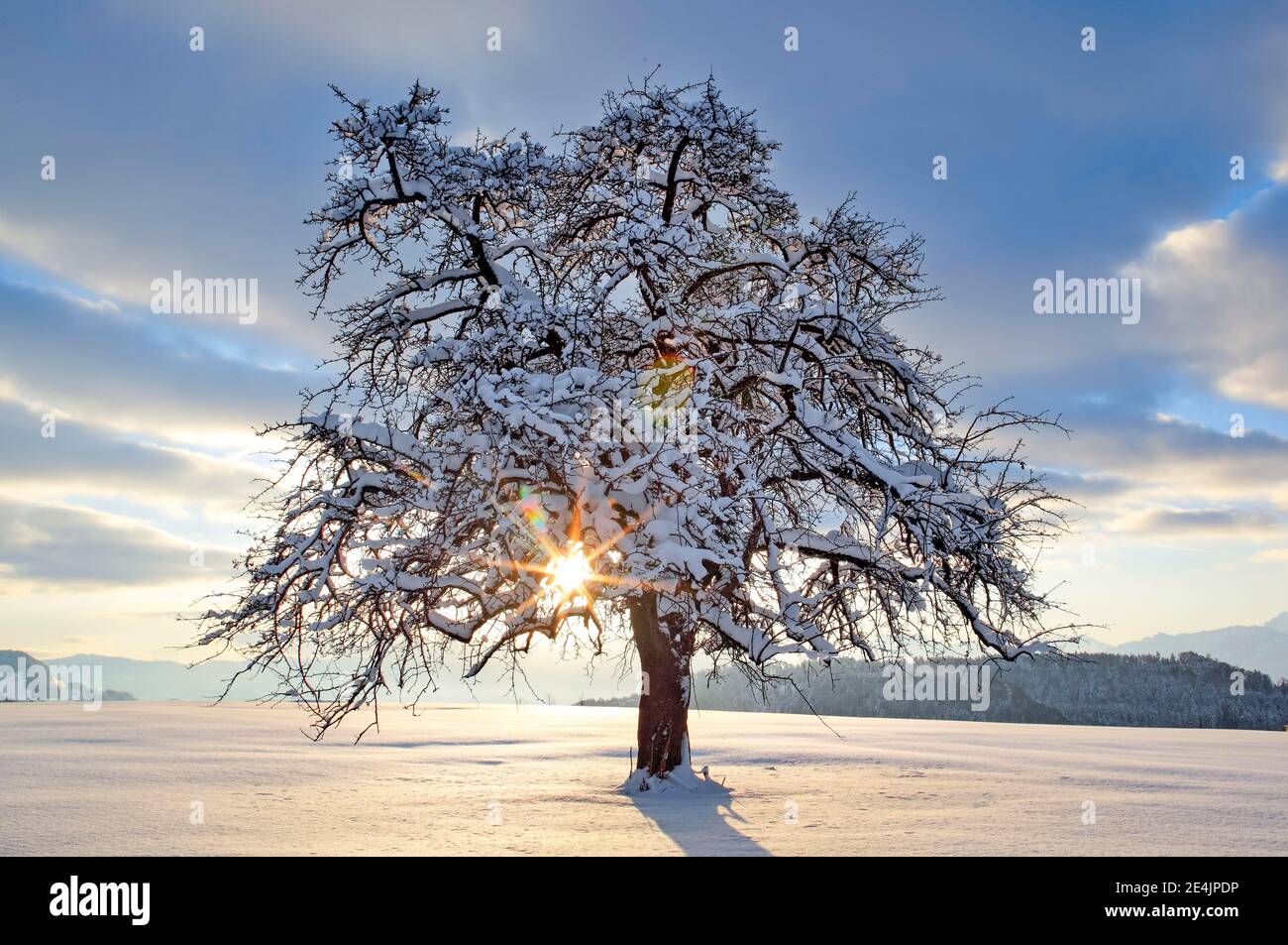 Apple tree (Malus), f., apple tree, in winter, Switzerland Stock Photo ...
