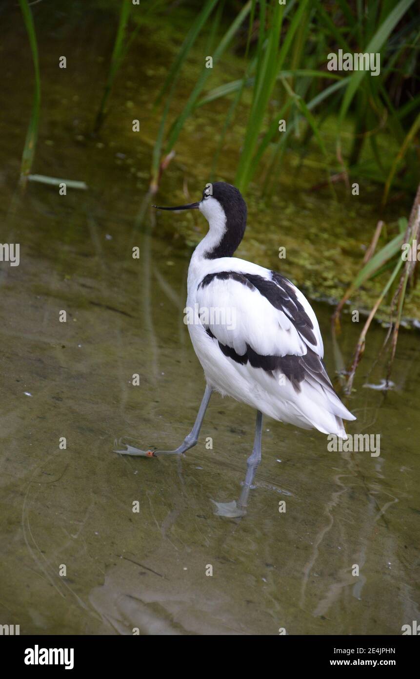 Pied avocet ( Recurvirostra avosetta ) in Frankfurt zoo Stock Photo - Alamy