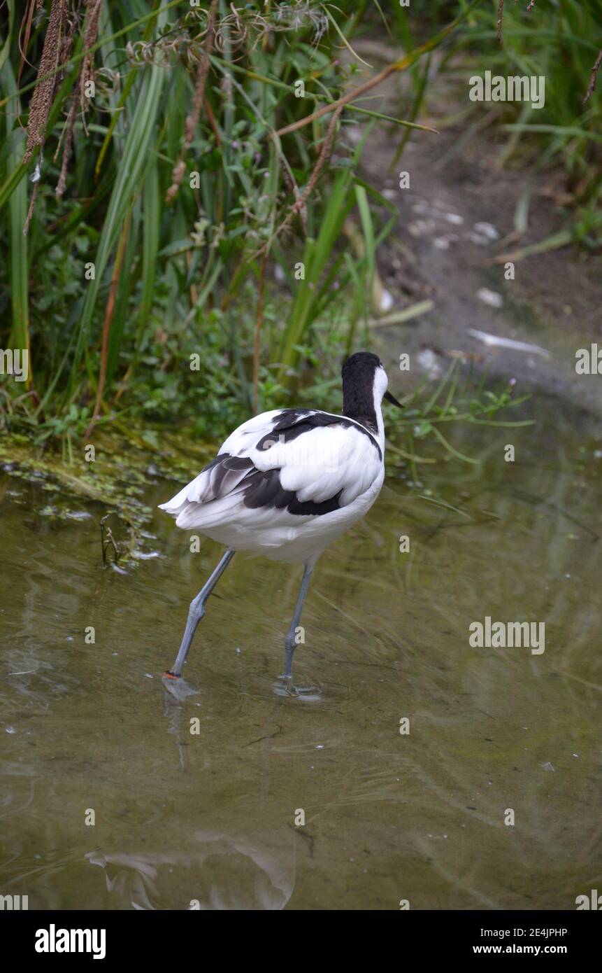 Pied avocet ( Recurvirostra avosetta ) in Frankfurt zoo Stock Photo - Alamy