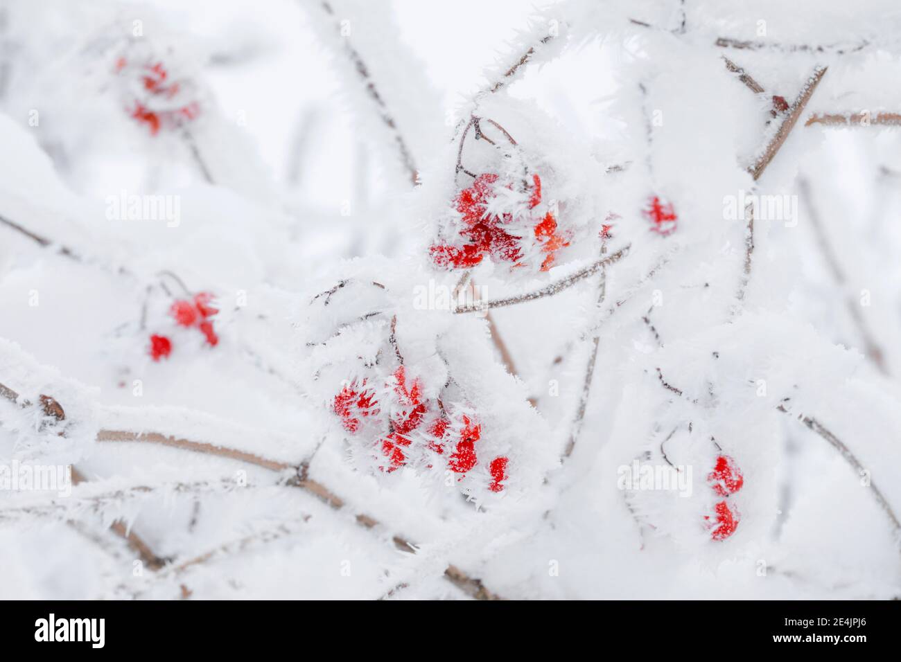 Common snowball with hoarfrost Stock Photo - Alamy