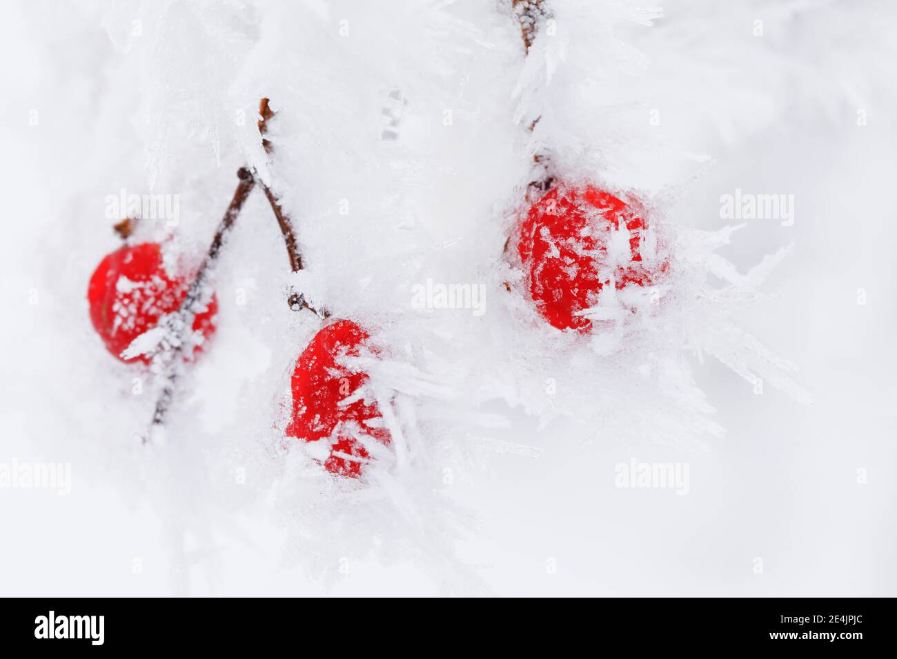 Common snowball hi-res stock photography and images - Alamy