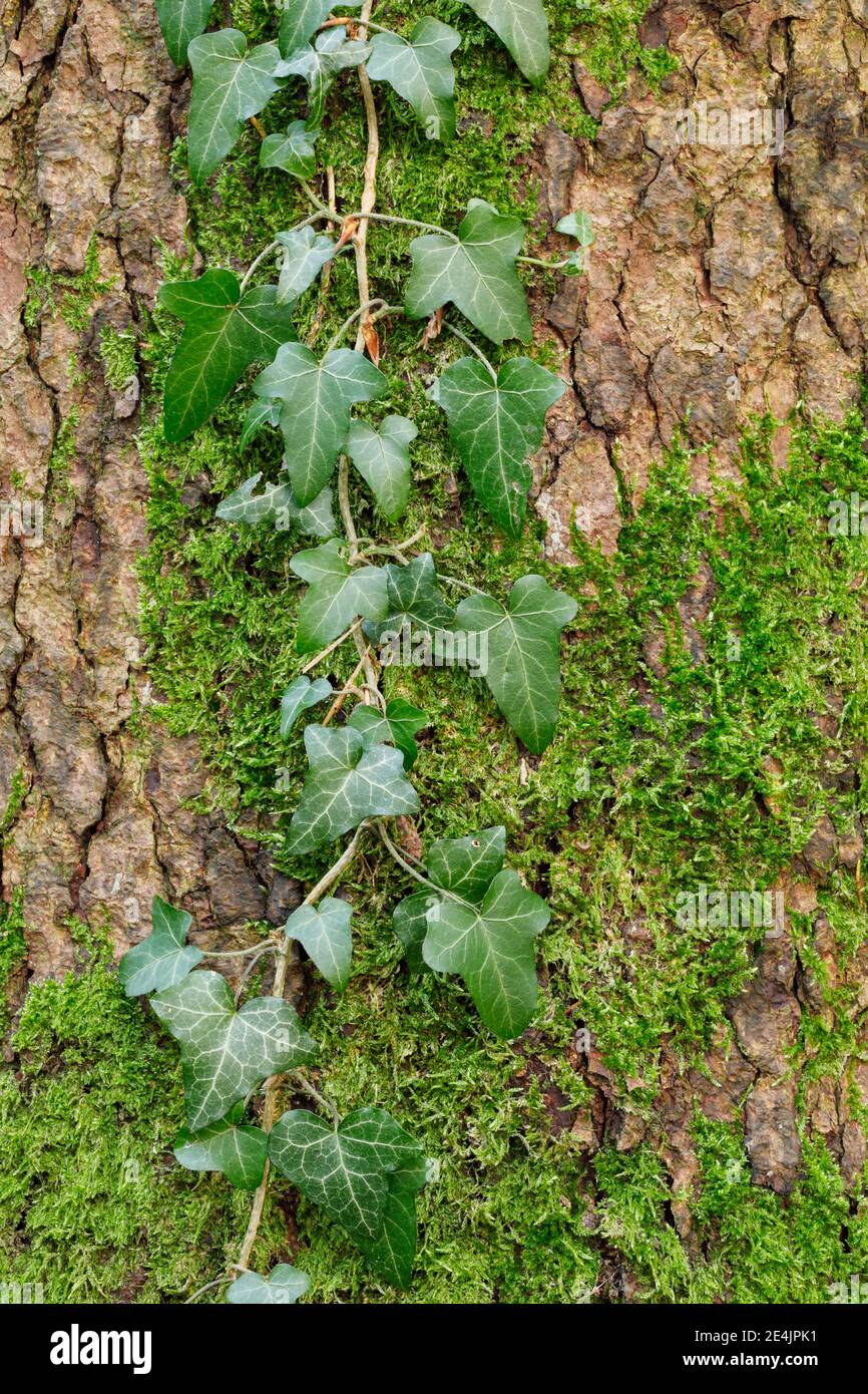 Common ivy on tree trunk in forest, Switzerland Stock Photo - Alamy