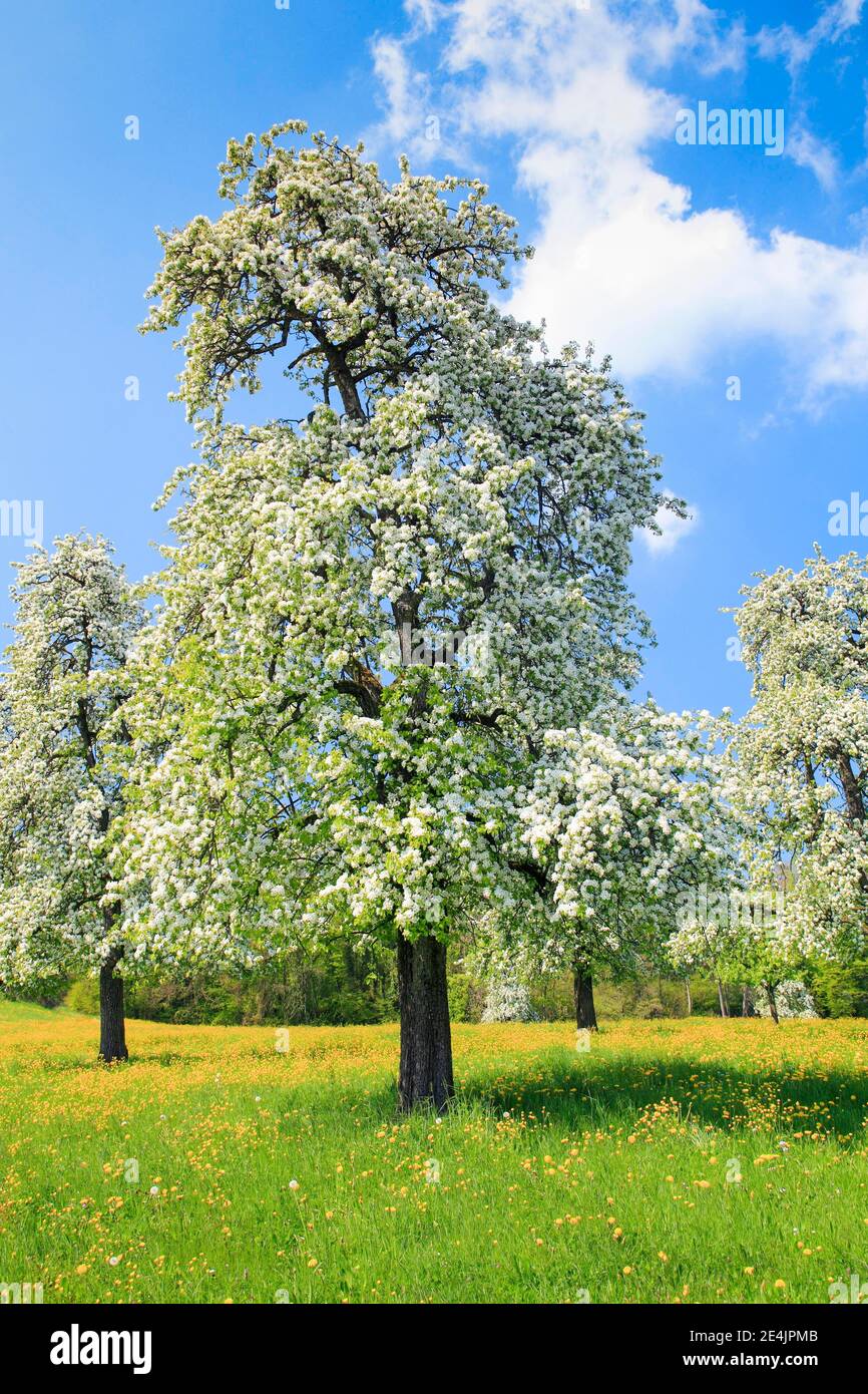 Pear tree in grass hi-res stock photography and images - Alamy