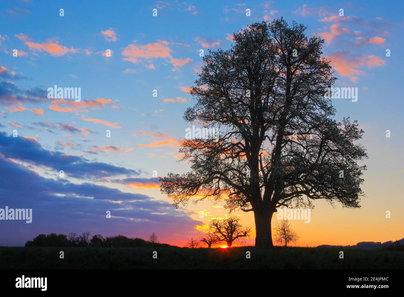 Pear tree, Switzerland Stock Photo - Alamy