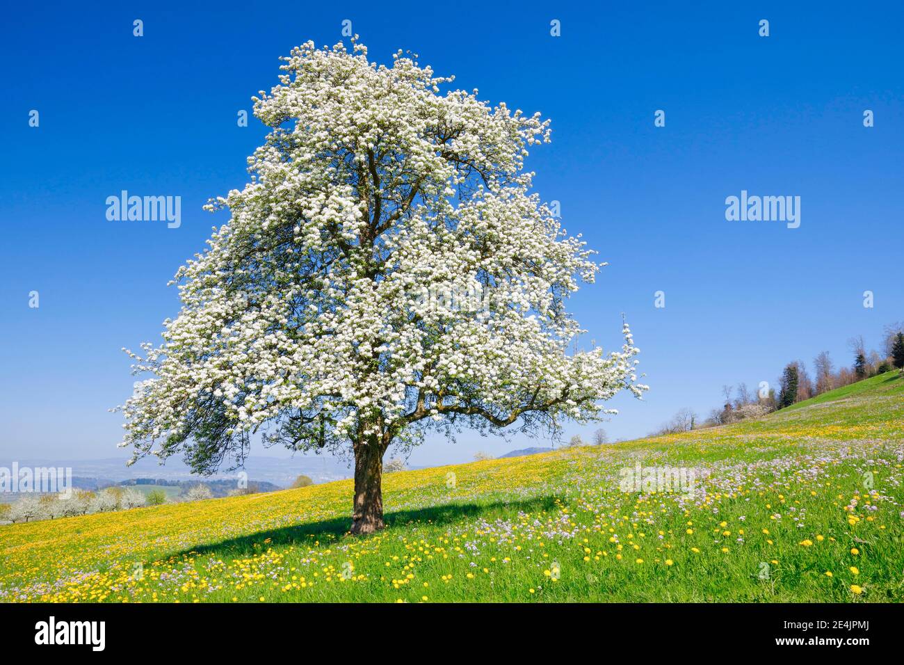 Pear tree in grass hi-res stock photography and images - Alamy