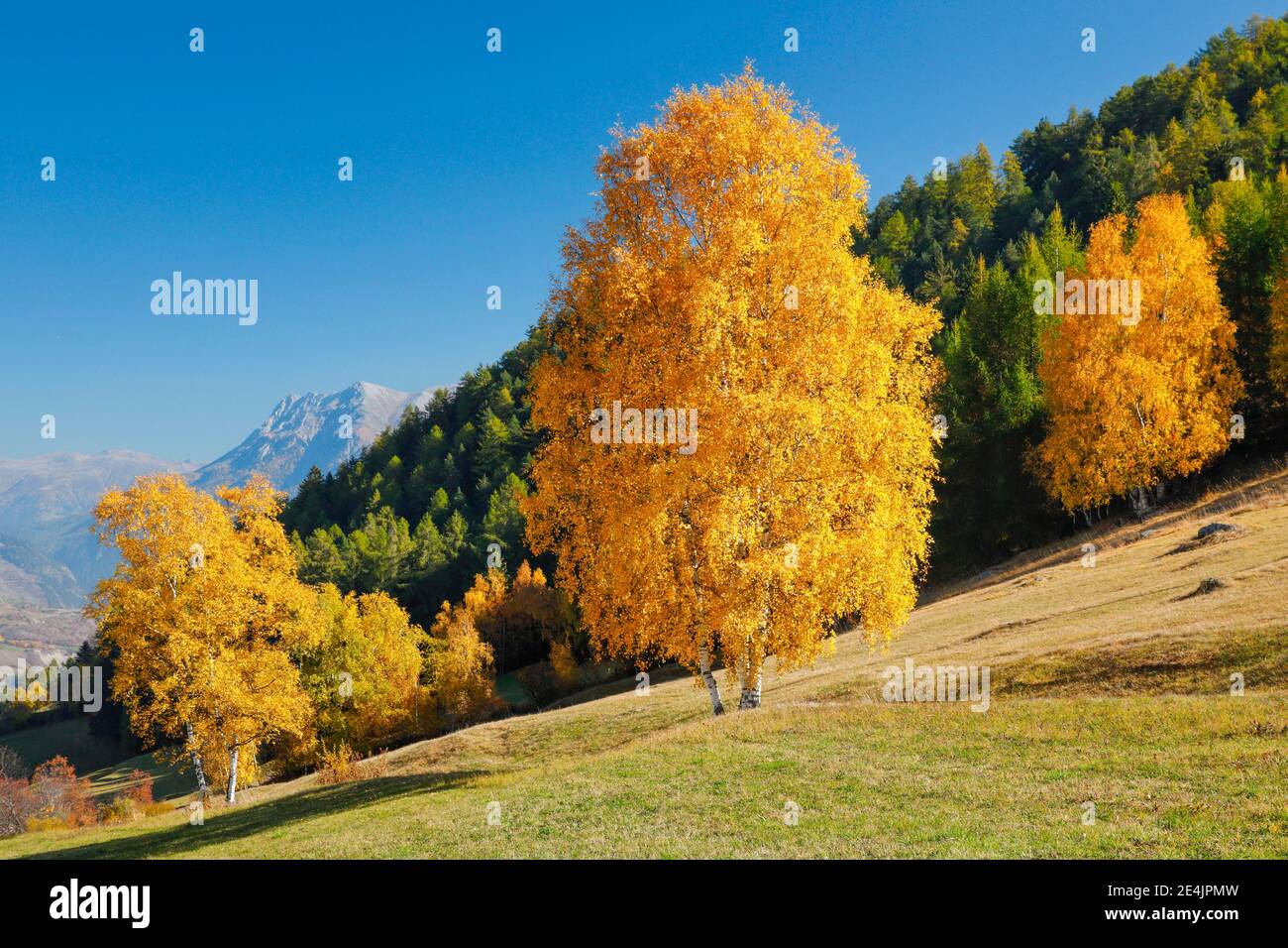 Engadine alpine hi-res stock photography and images - Alamy
