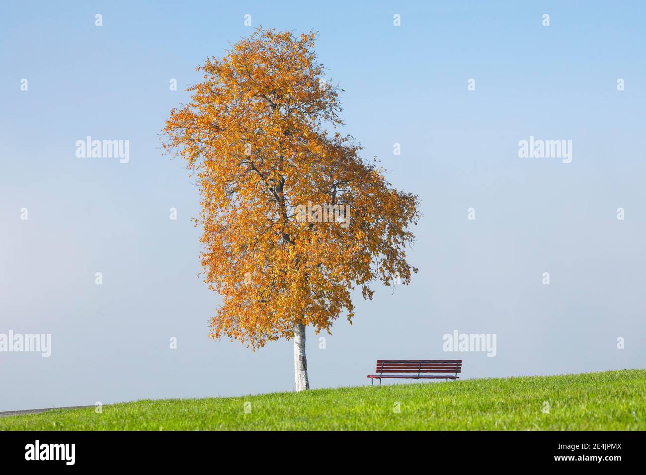 Bench under birch tree at Ratenpass Stock Photo - Alamy