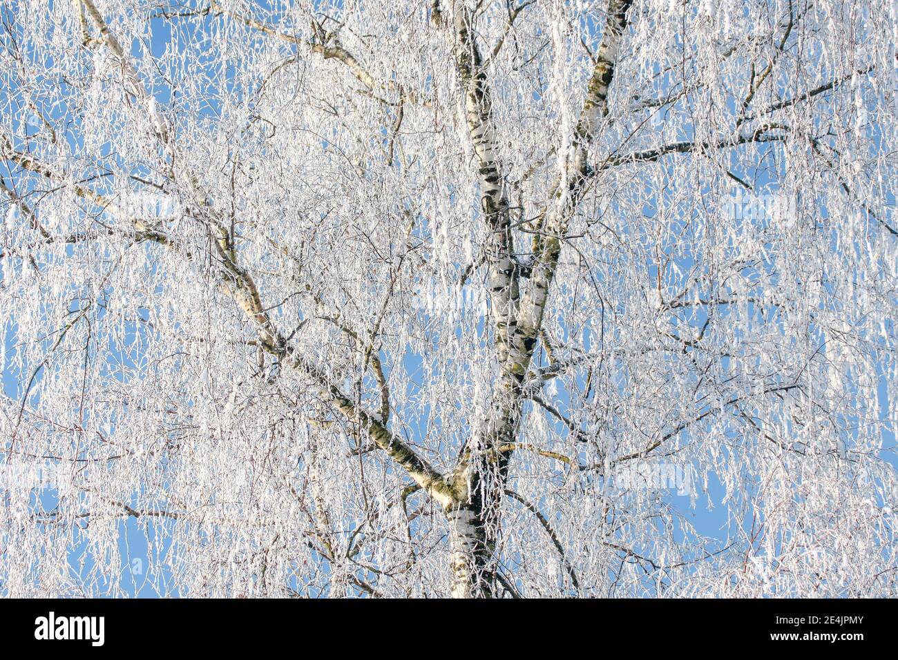 Silver birch (Betula pendula), weeping birch, white birch, warty birch ...