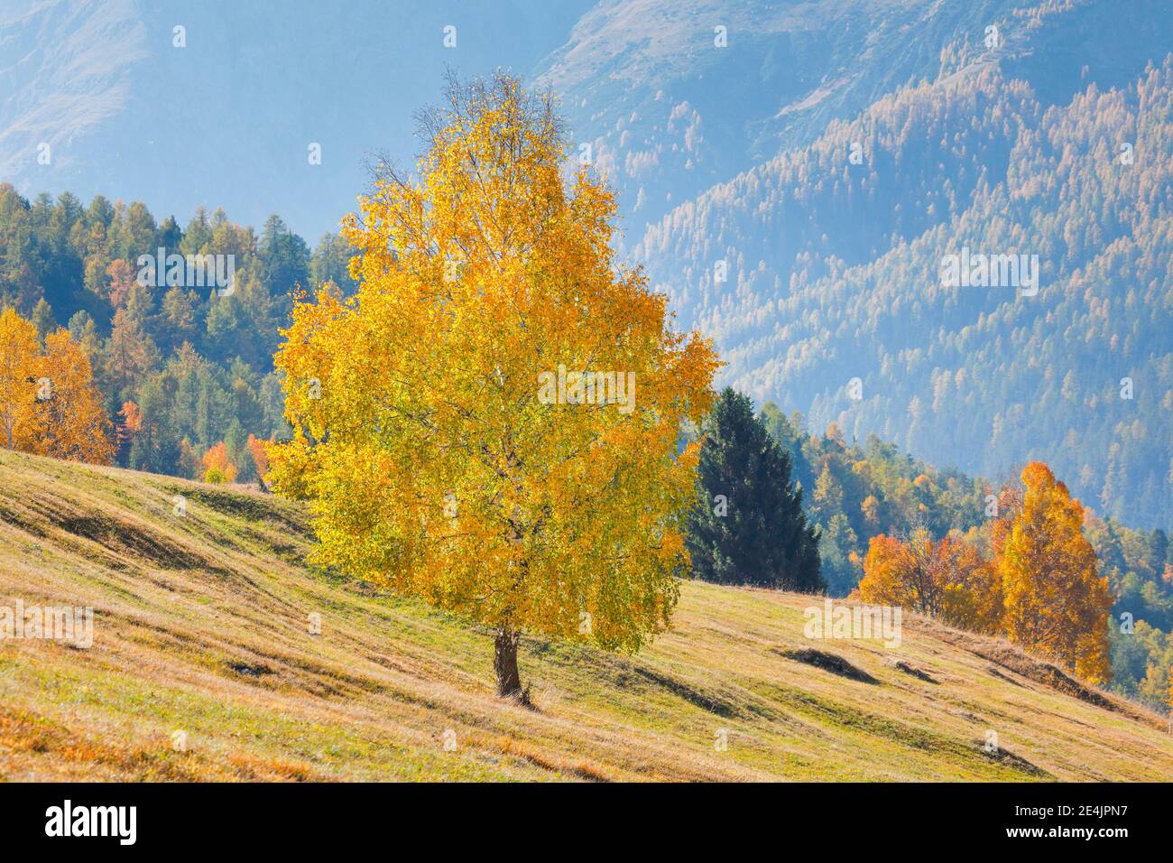 Birch in Lower Engadine, Switzerland Stock Photo - Alamy
