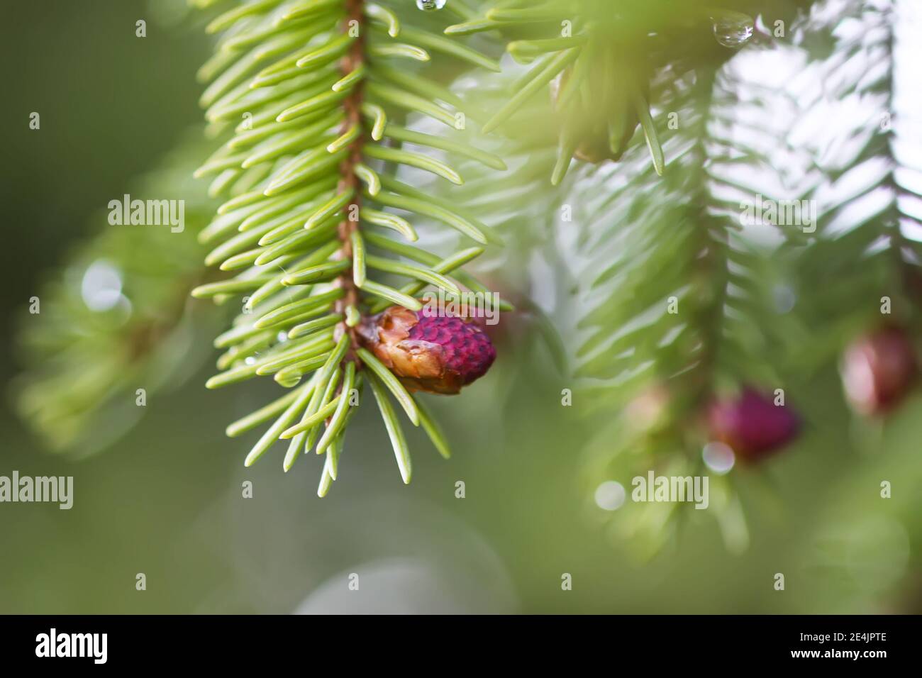Fir tree in spring forest with the young soft cones in April. Seasonal ...