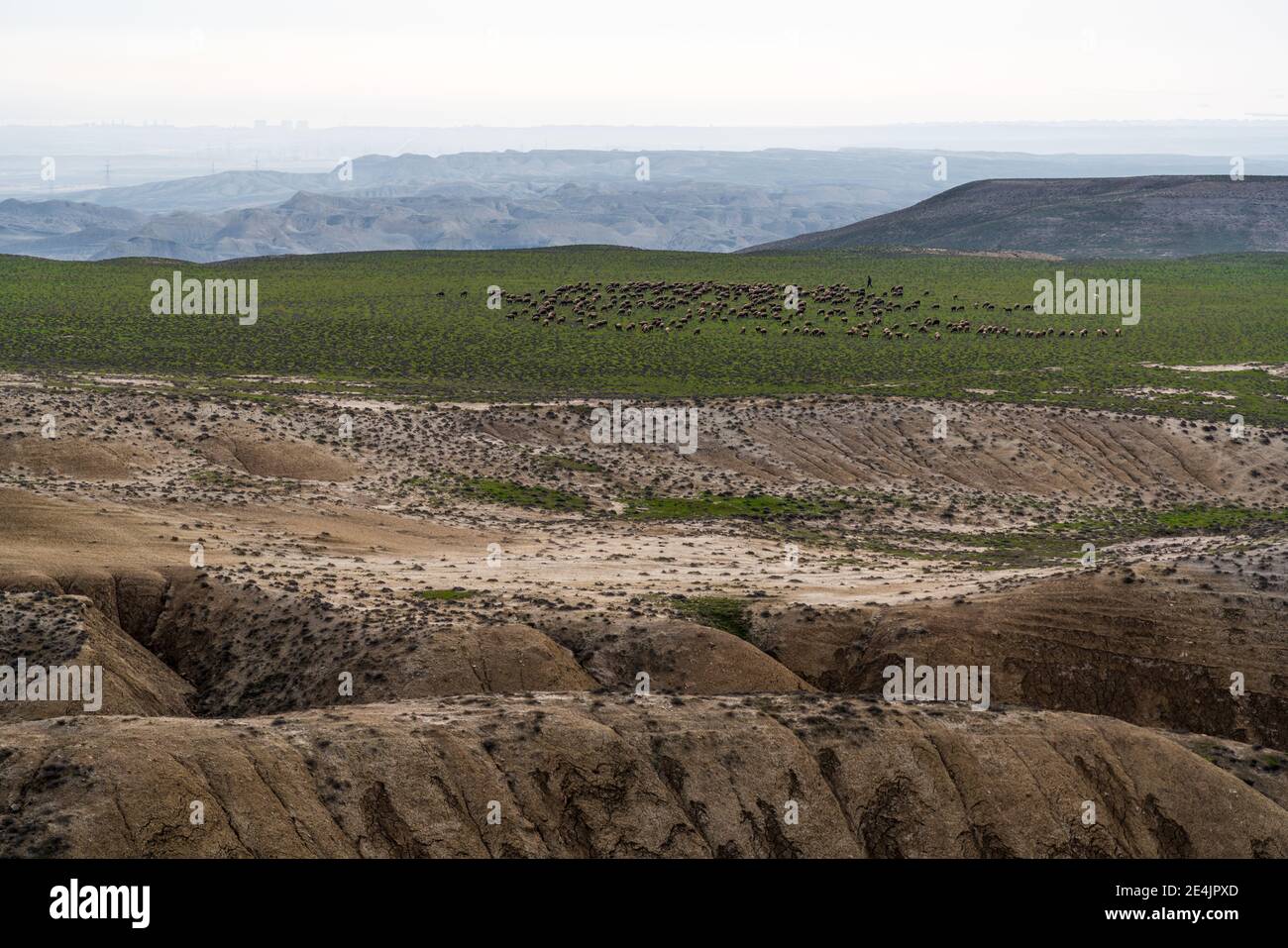 Sheep grazing on dirt hi-res stock photography and images - Alamy
