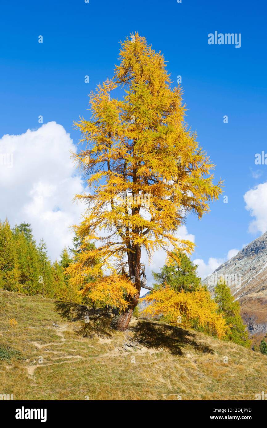 Sunshine larch hi-res stock photography and images - Alamy