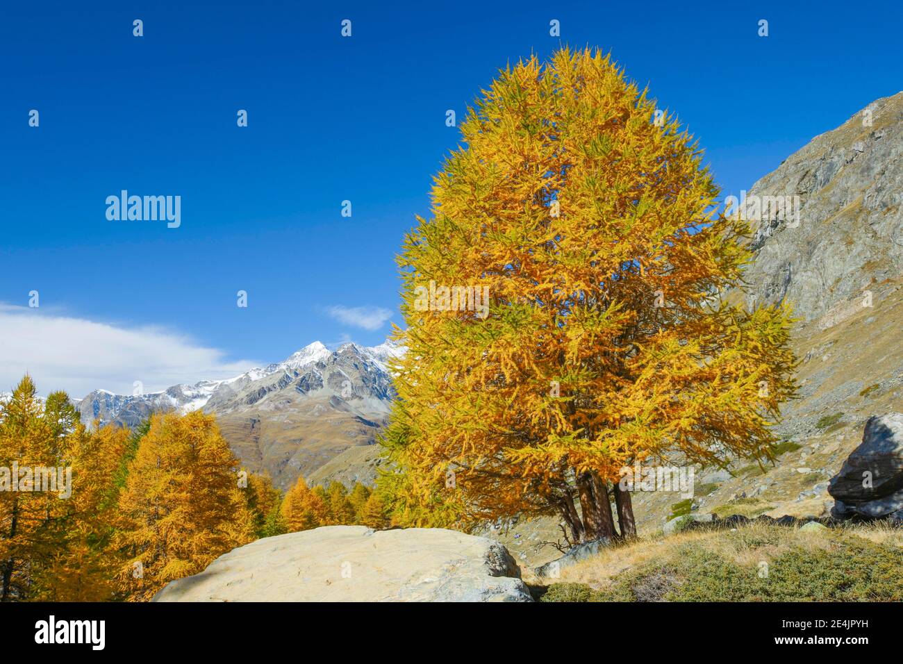 Sunshine larch hi-res stock photography and images - Alamy