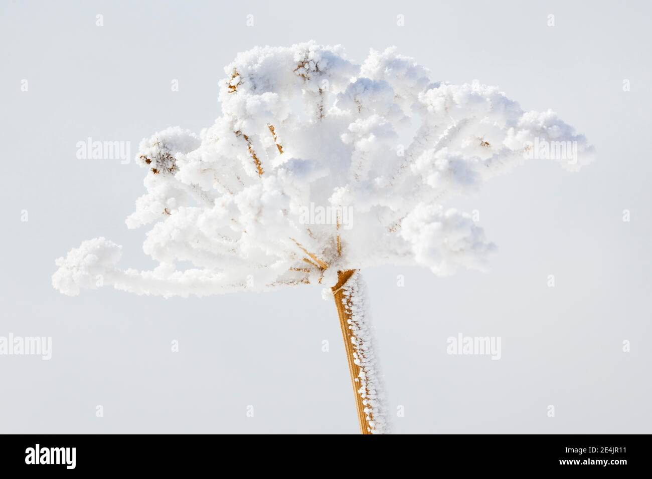 Ice detail on chervil, Switzerland Stock Photo - Alamy