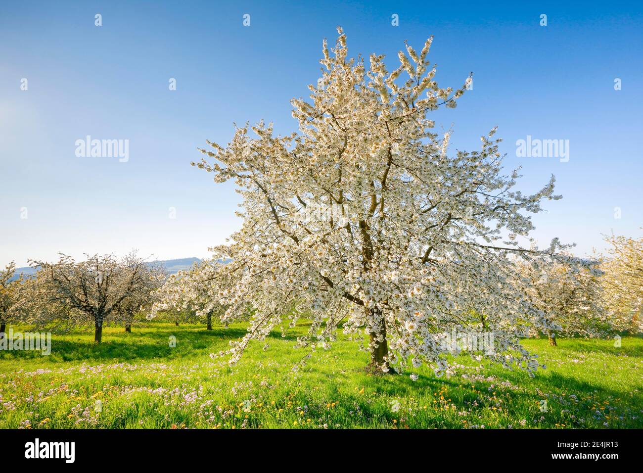 Cherry blossom trees yellow hi-res stock photography and images - Alamy