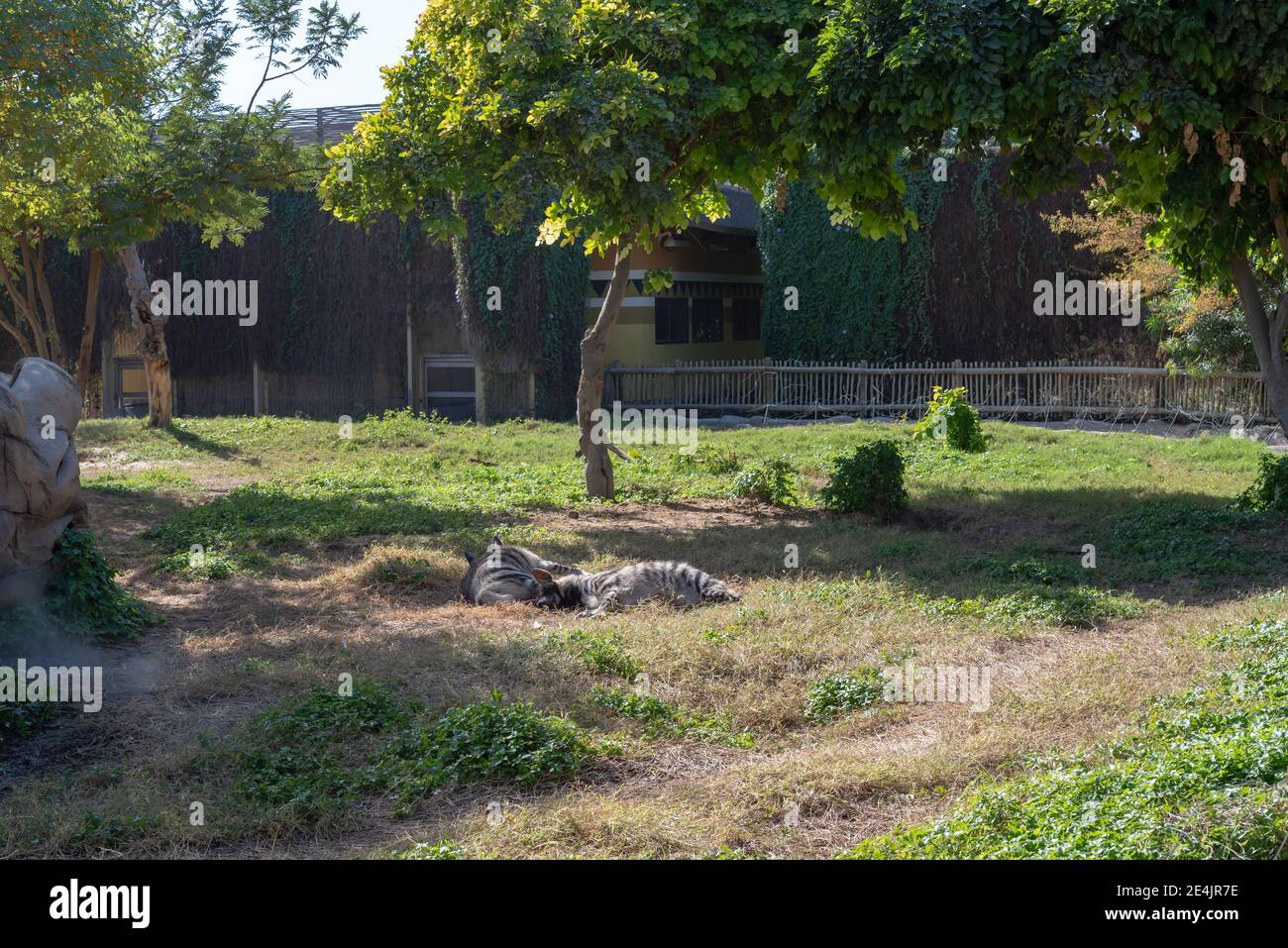 Dubai, United Arab Emirates – January 22, 2021, beautiful Animals in ...