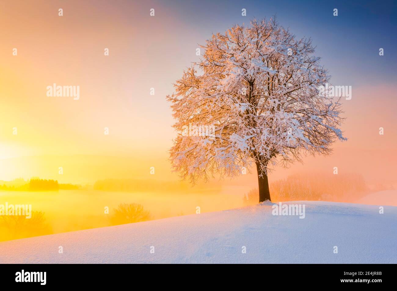 Lime tree bud winter hi-res stock photography and images - Alamy