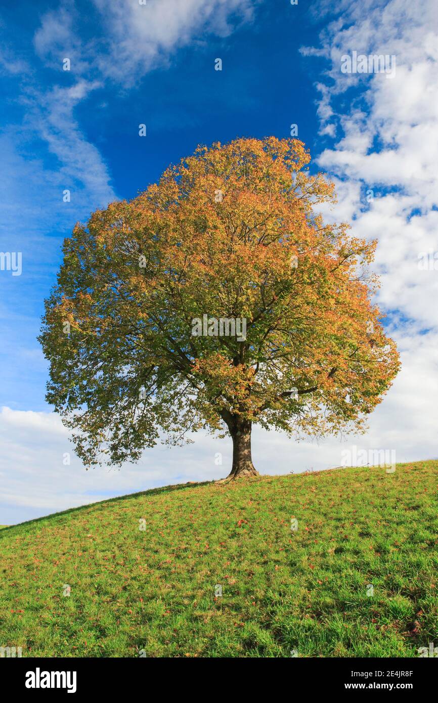 Lime tree, Emmental, Bern Stock Photo - Alamy