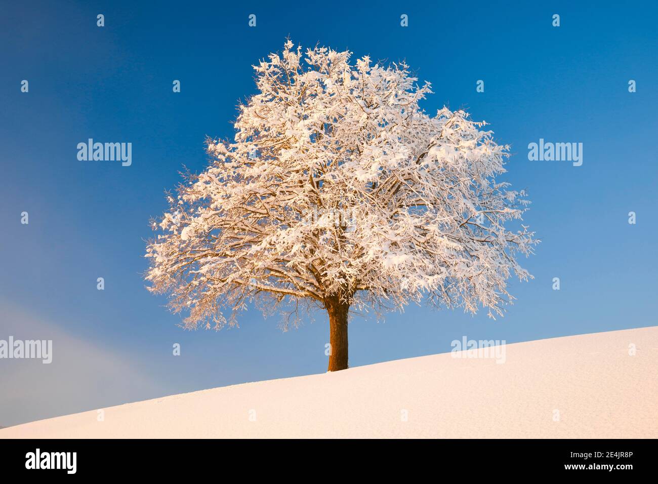 Lime tree in winter, Switzerland Stock Photo - Alamy