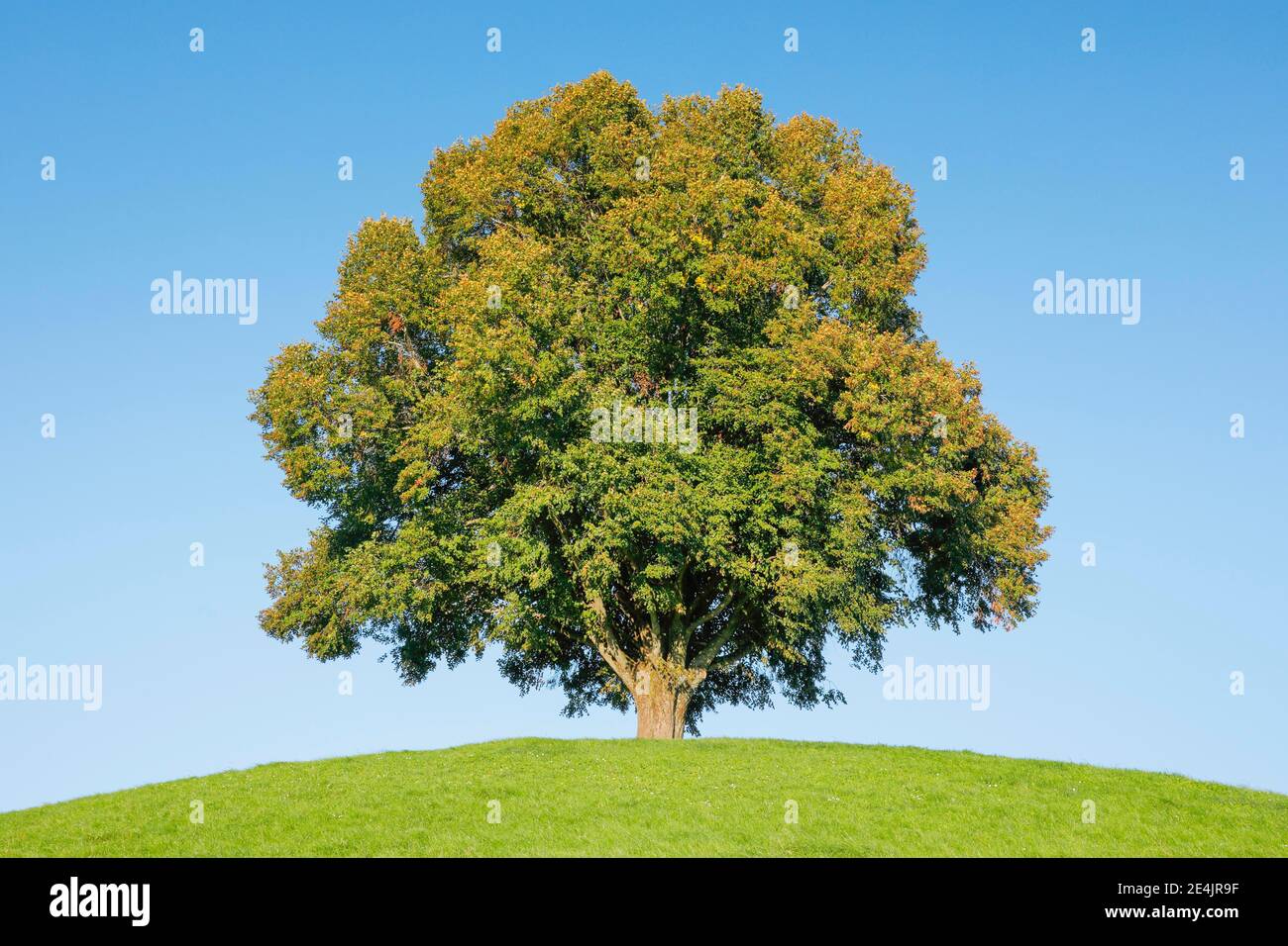 Summer linden tree hi-res stock photography and images - Alamy