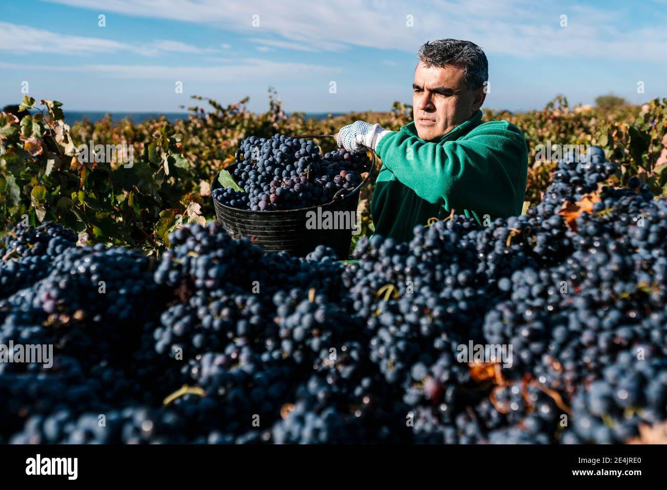 Man pouring grapes hi-res stock photography and images - Alamy