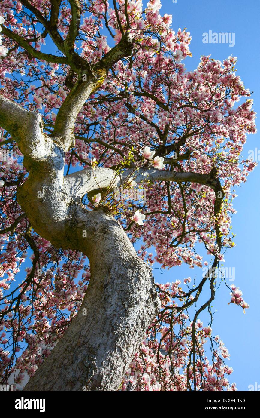 Abstract detail of magnolia flower hi-res stock photography and images ...