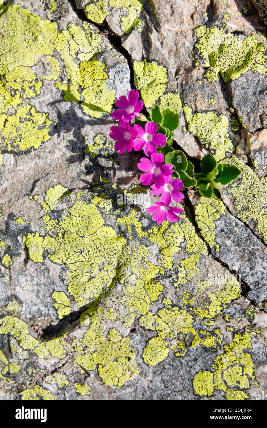 Alpine primrose hi-res stock photography and images - Alamy