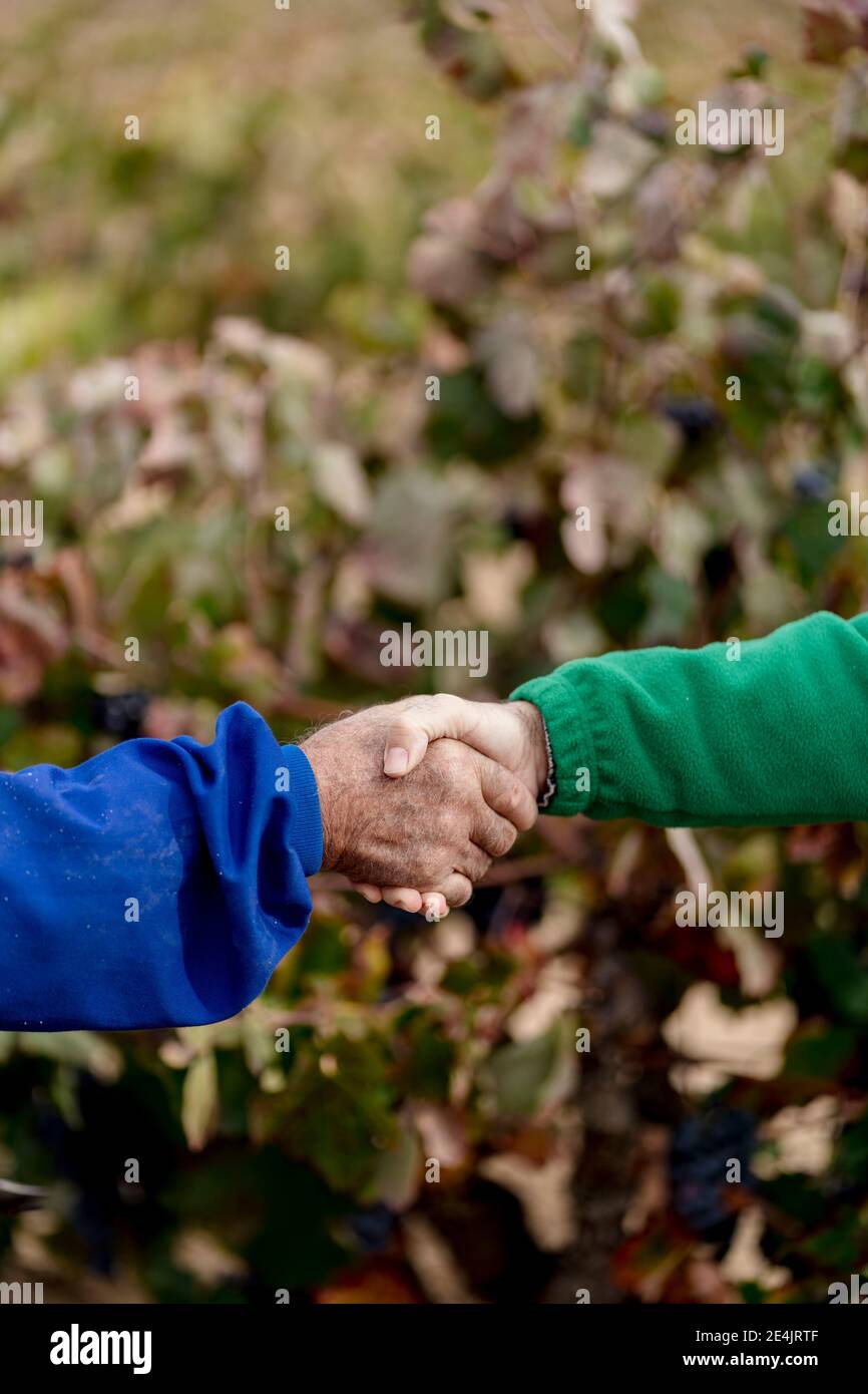 Farmers shaking hands in vineyard Stock Photo - Alamy