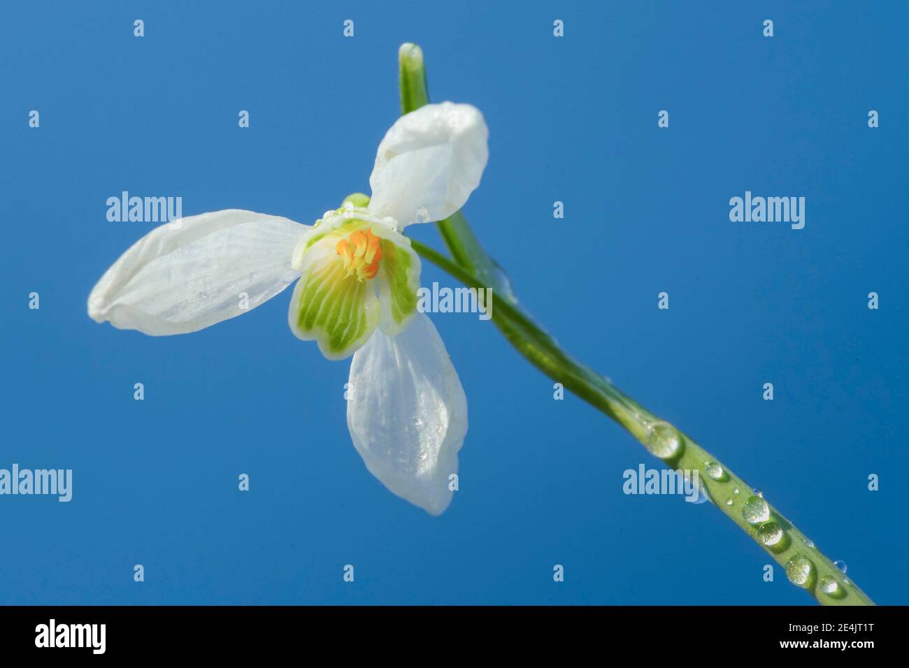 Snowdrops blue sky hi-res stock photography and images - Alamy
