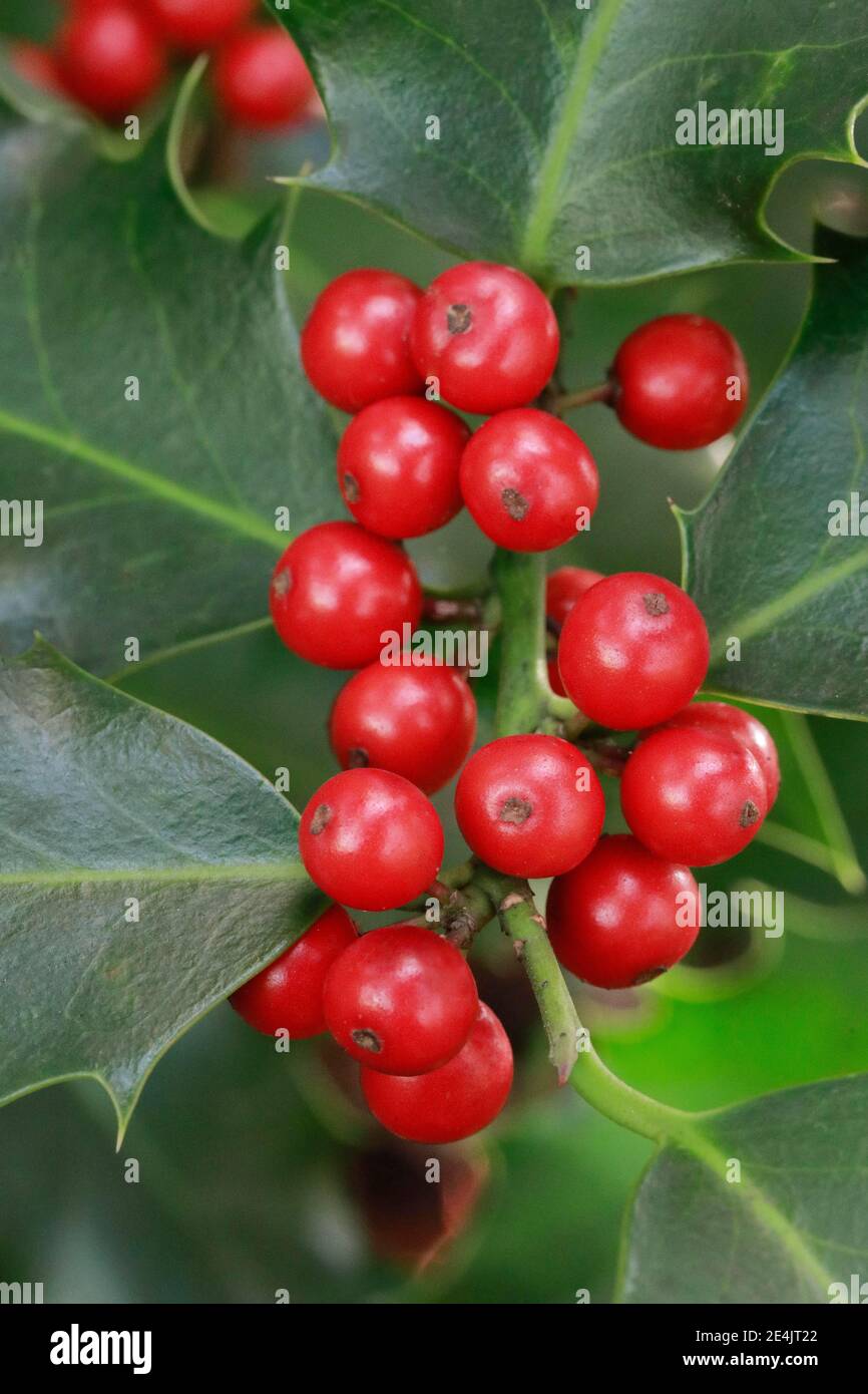 Holly detail hi-res stock photography and images - Alamy