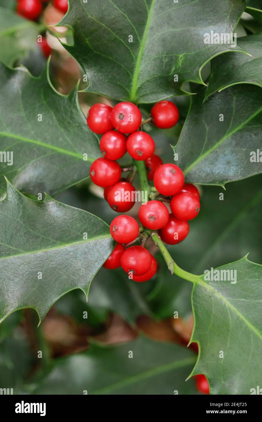European holly in the forest Stock Photo - Alamy