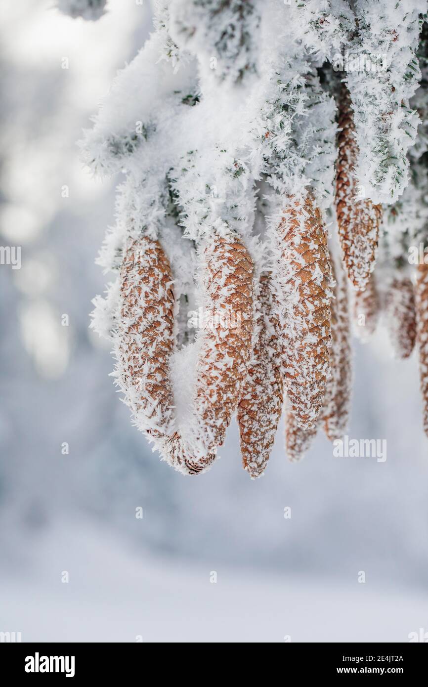 Fir cone hi-res stock photography and images - Alamy